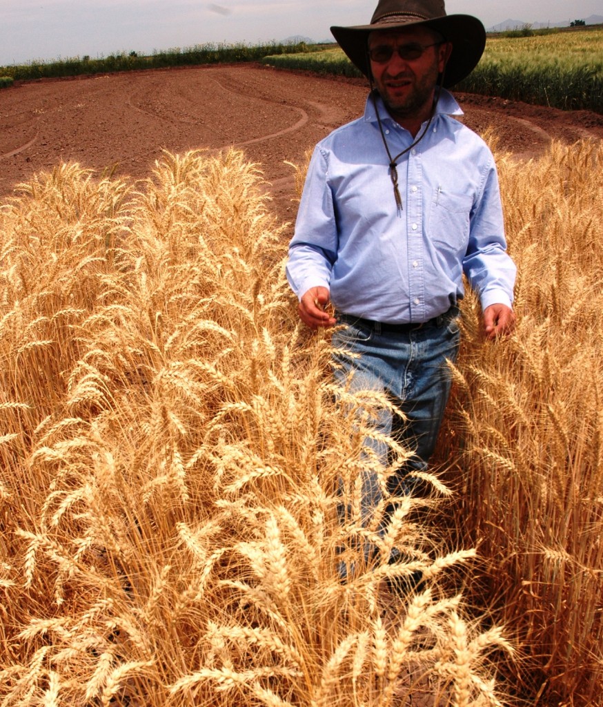 International partnership seeking to increase wheat yields finds ...