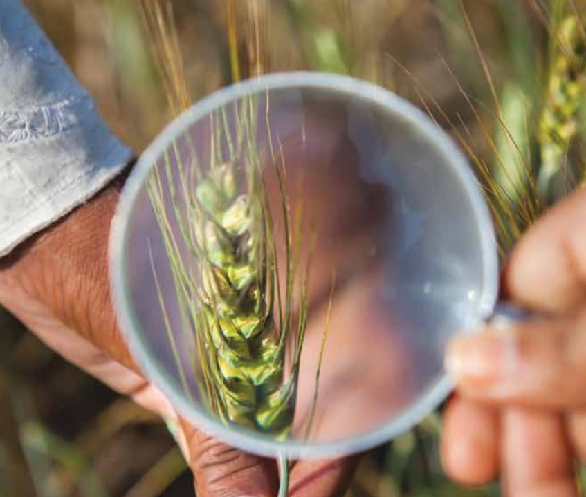 Agricultural researchers forge new ties to develop nutritious crops and ...