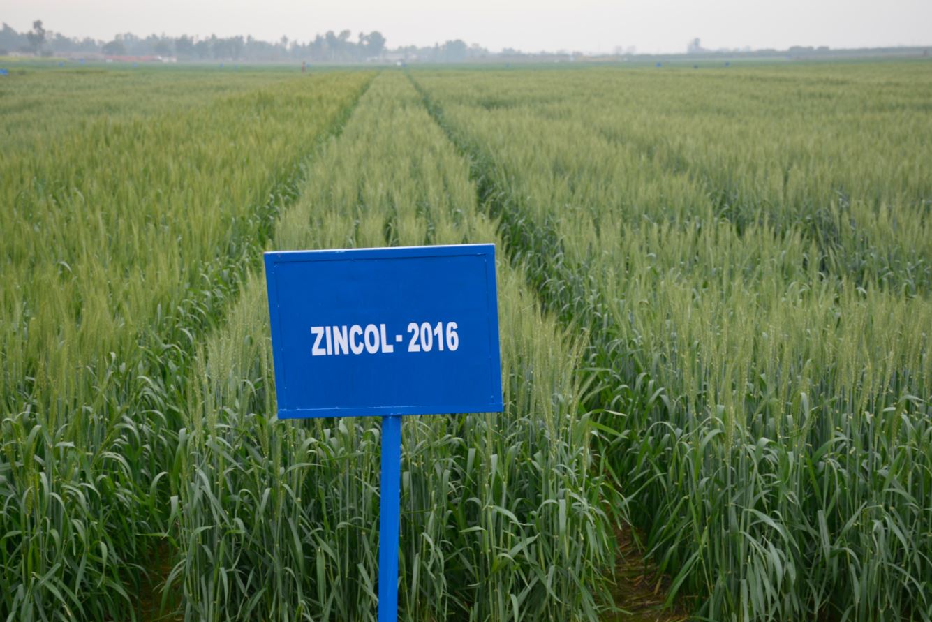 Farmers in Pakistan benefit from new zinc-enriched high-yielding wheat ...
