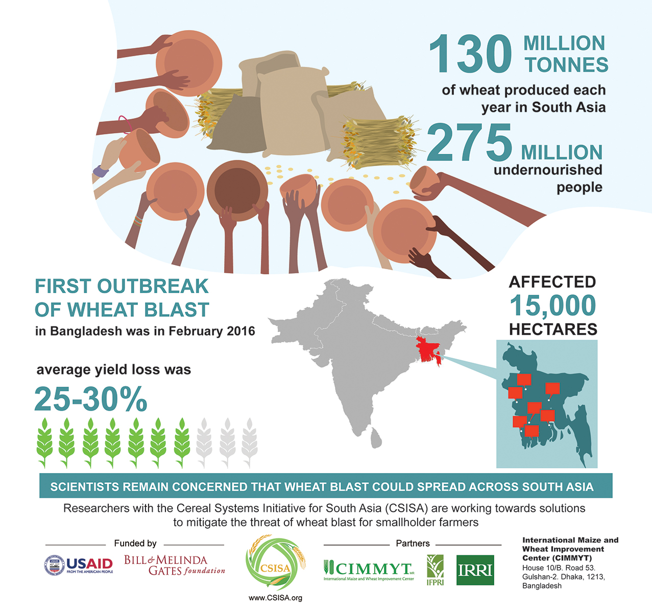 New infographics illustrate impact of wheat blast – ARCHIVE wheat.org