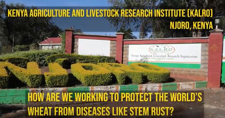 Protecting the World’s Wheat – Delivering Genetic Gain in Kenya ...