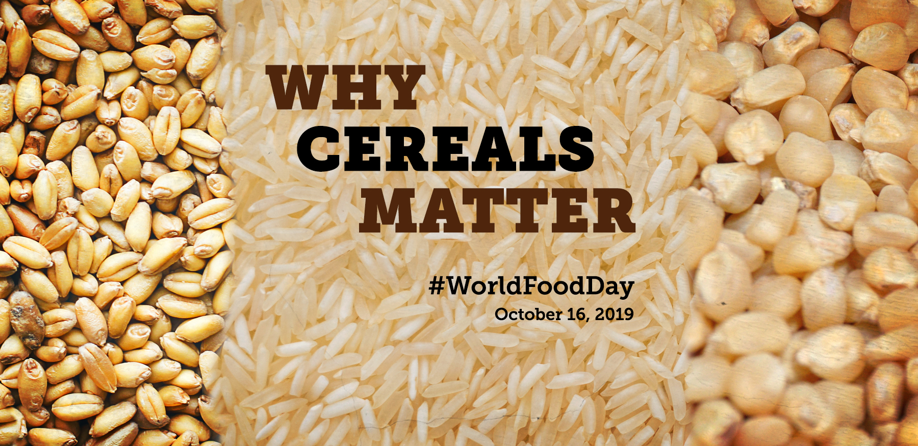 Why cereals matter: the cereals imperative of future food systems ...