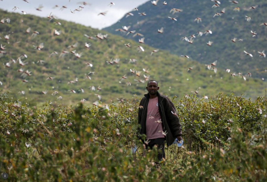 OPINION: Africa’s devastating locust outbreak exposes need for crop ...