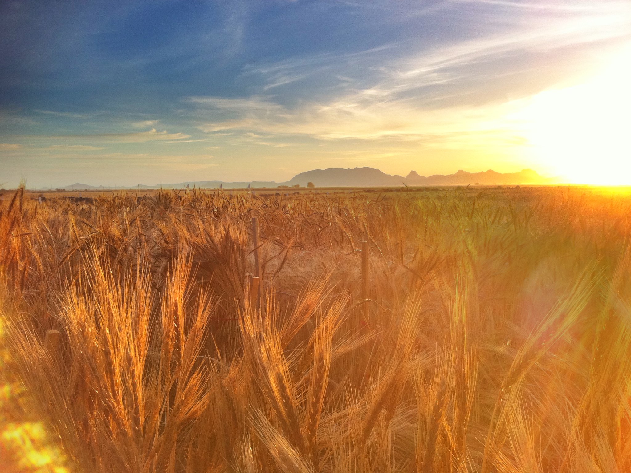 “Better, faster, equitable, sustainable” – wheat research community ...