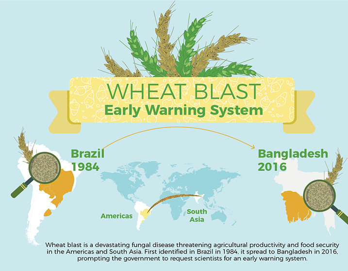 New infographic highlights an early warning system for wheat blast in ...