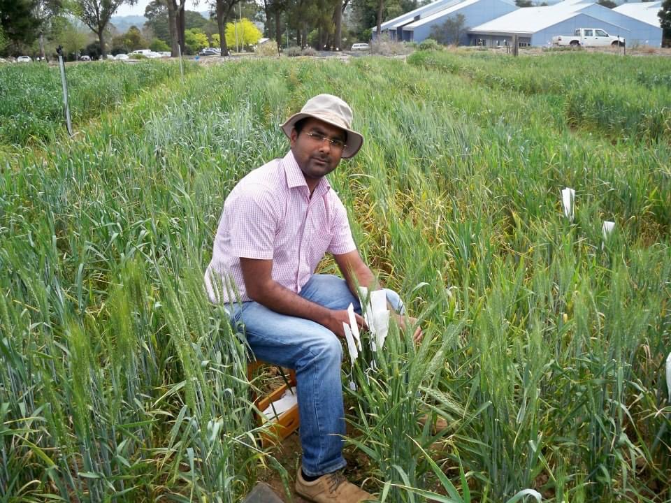 University of Sydney connection delivers past, present and future wheat at CIMMYT – ARCHIVE ...