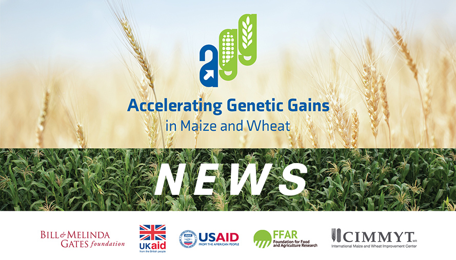 News from Accelerating Genetic Gains (AGG) project – ARCHIVE wheat.org