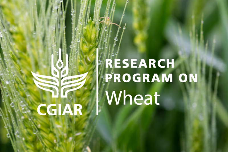 10 Lessons from WHEAT in 2020 – ARCHIVE wheat.org
