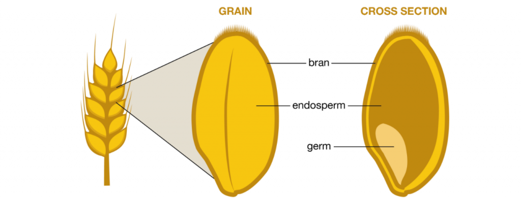 10 Lessons from WHEAT in 2020 – ARCHIVE wheat.org