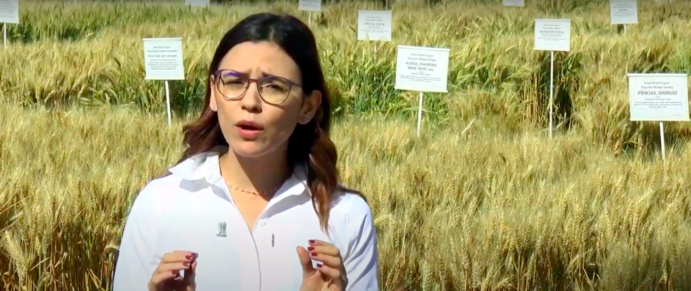 10 Lessons from WHEAT in 2020 – ARCHIVE wheat.org