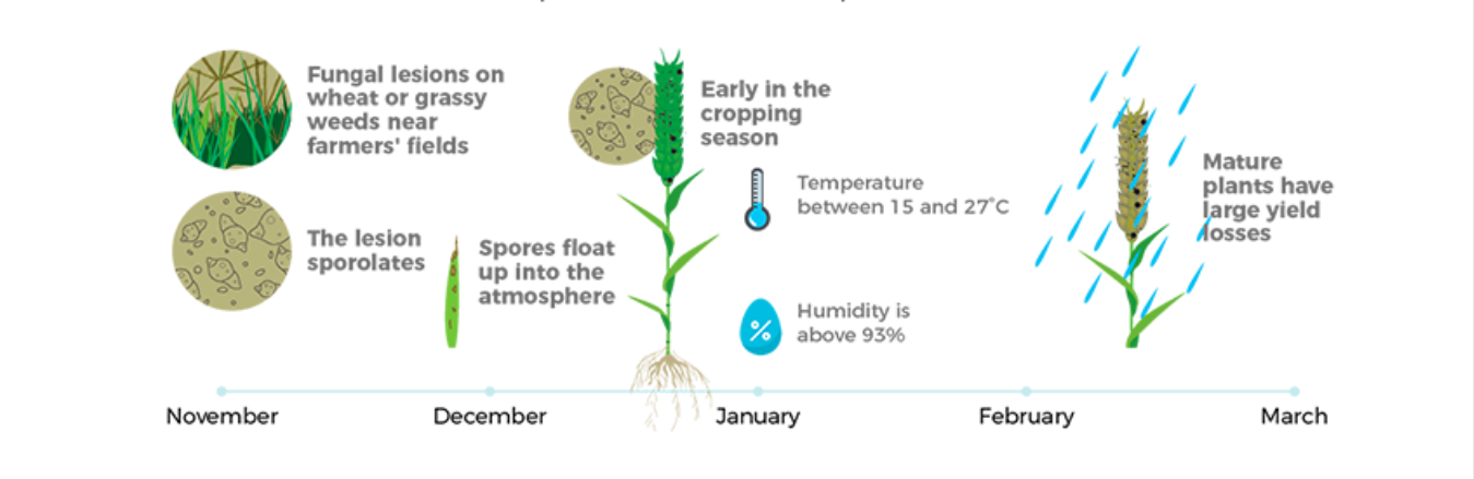 10 Lessons from WHEAT in 2020 – ARCHIVE wheat.org